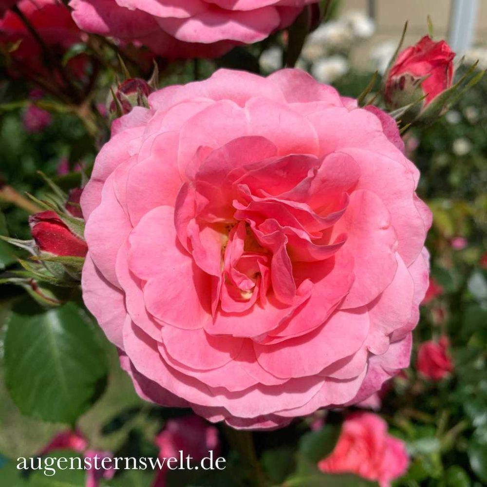 Niwibo sucht…25 Antworten für 2025 im Januar – Augensterns Welt