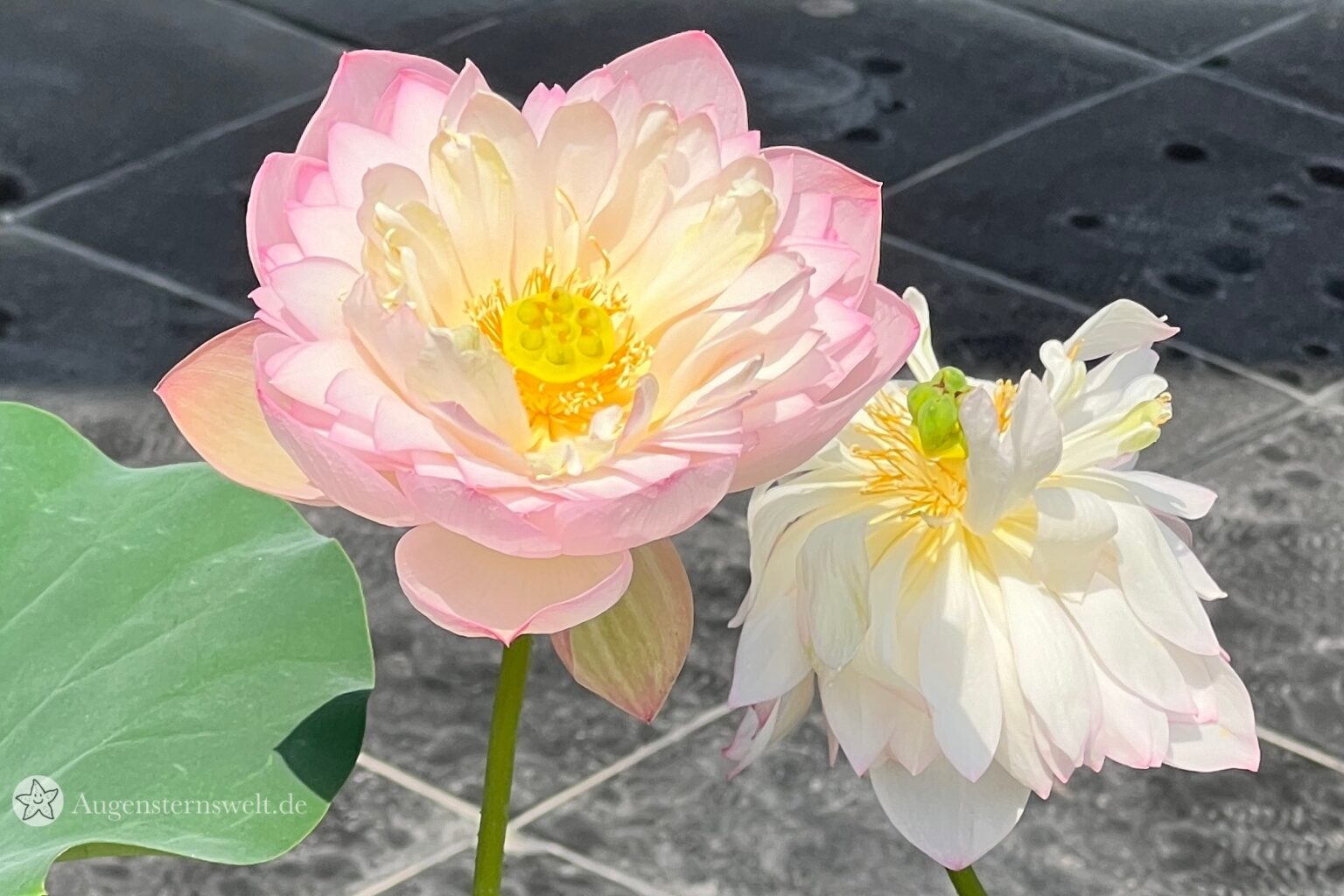 Niwibo sucht…25 Antworten für 2025 im Januar – Augensterns Welt